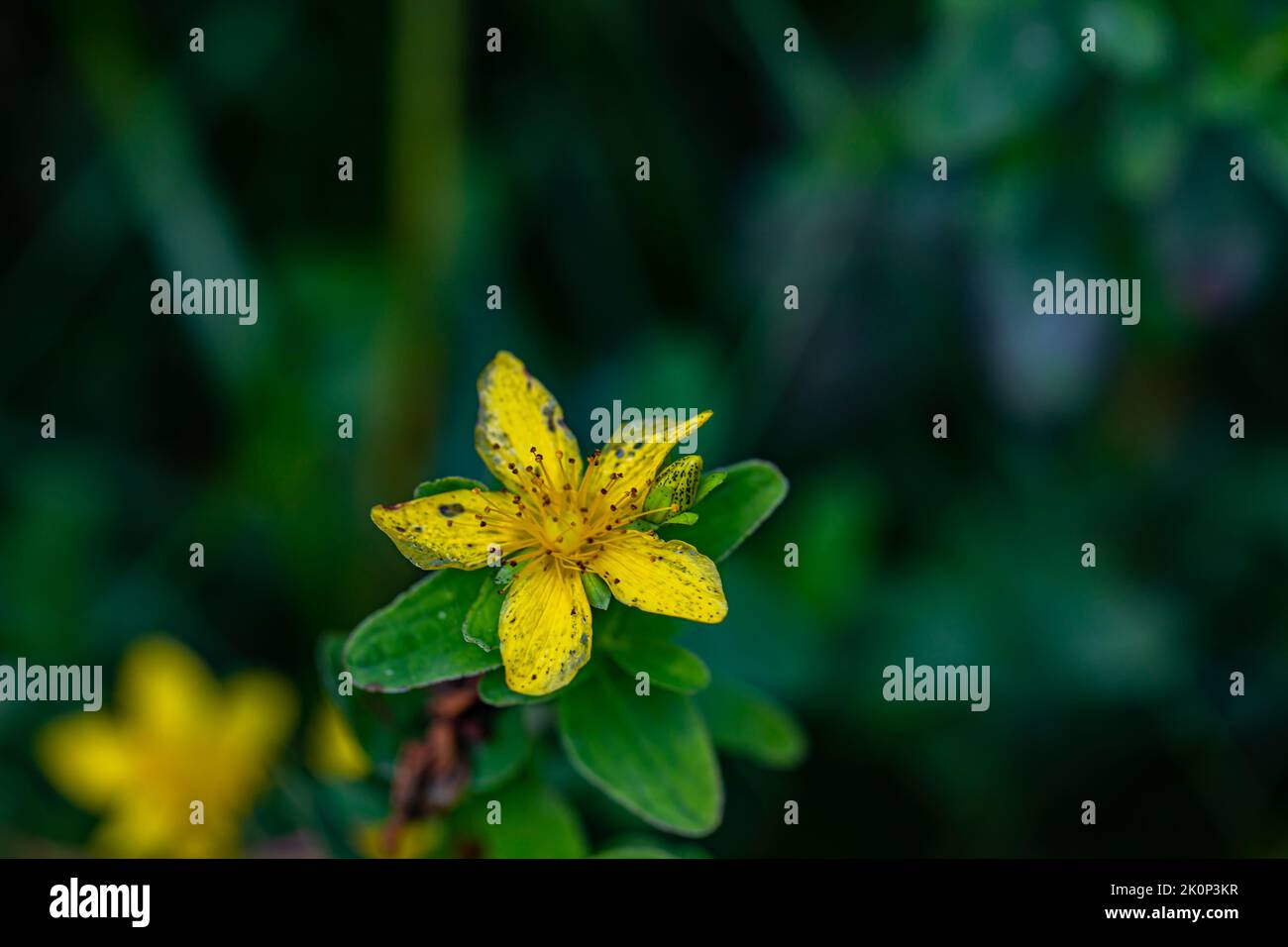 Hypericum perforatum flower in meadow Stock Photo - Alamy