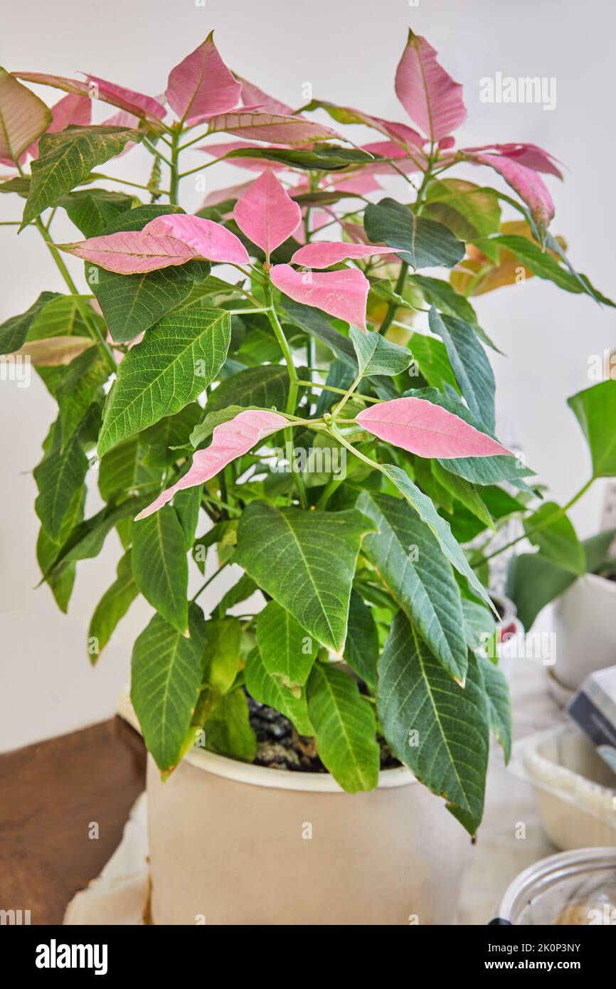 Rosa red star hi-res stock photography and images - Alamy