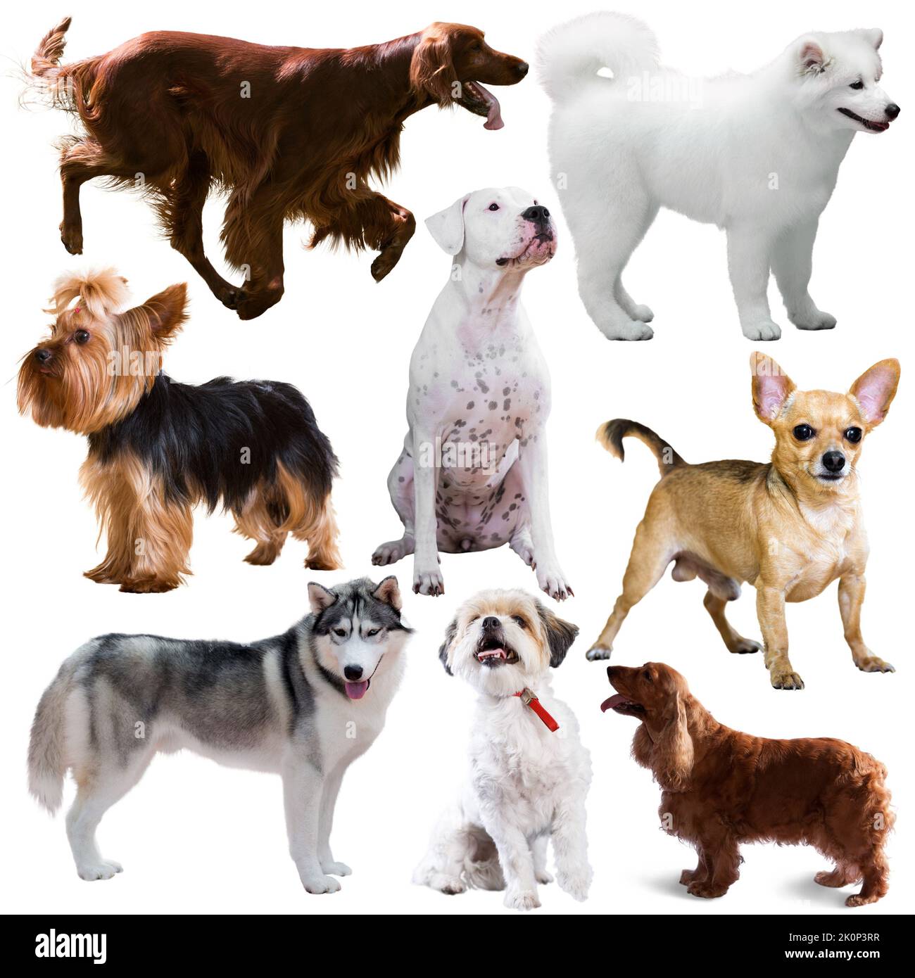 Set of dogs isolated on white background Stock Photo - Alamy