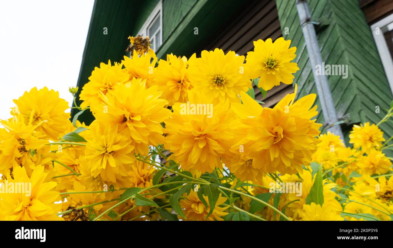 Large yellow flowers of Rudbeckia laciniata in front of a rustic house ...