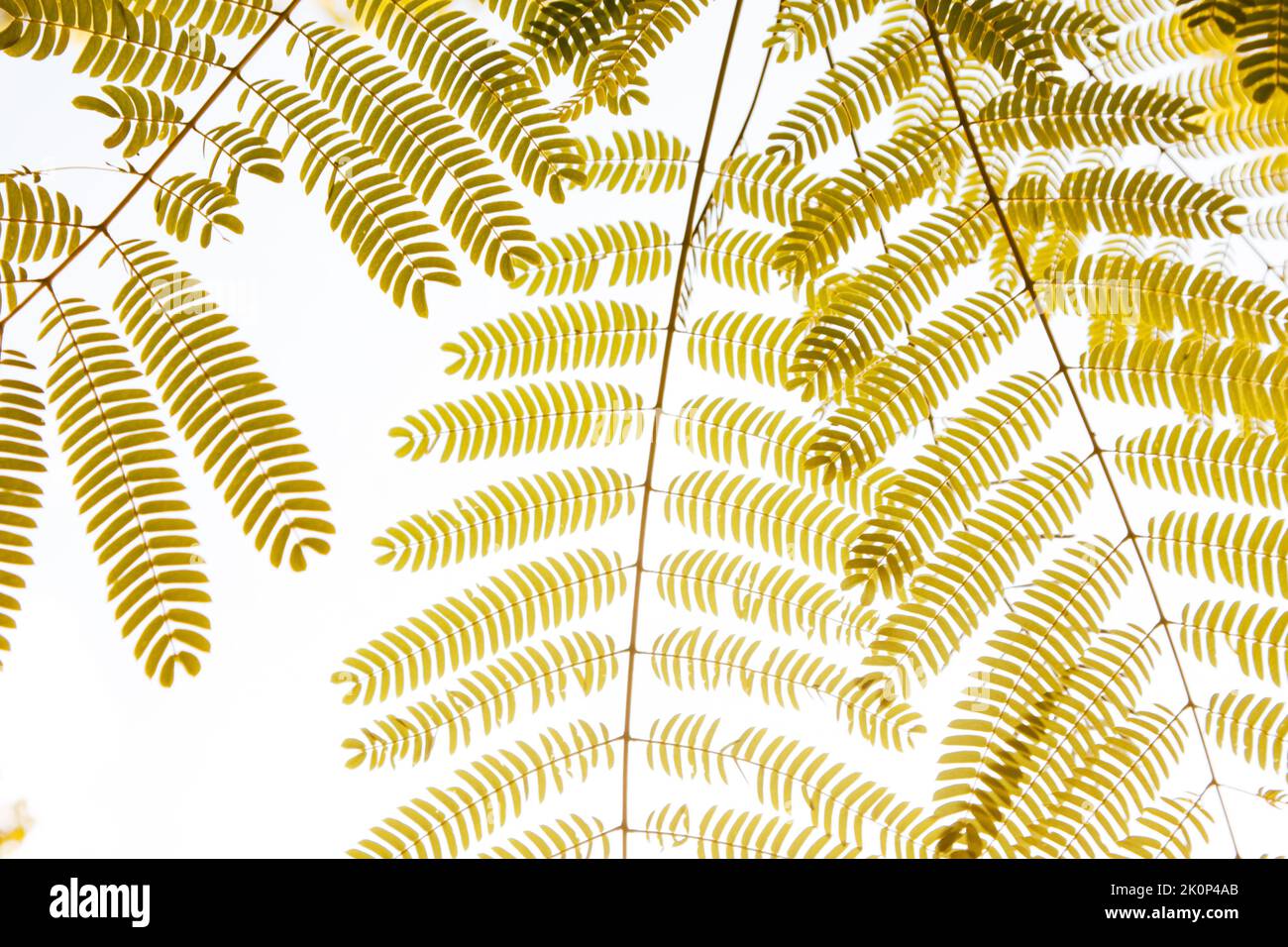 Yellow foliage Albizia julibrissin silk tree. Chinese acacia deciduous ...