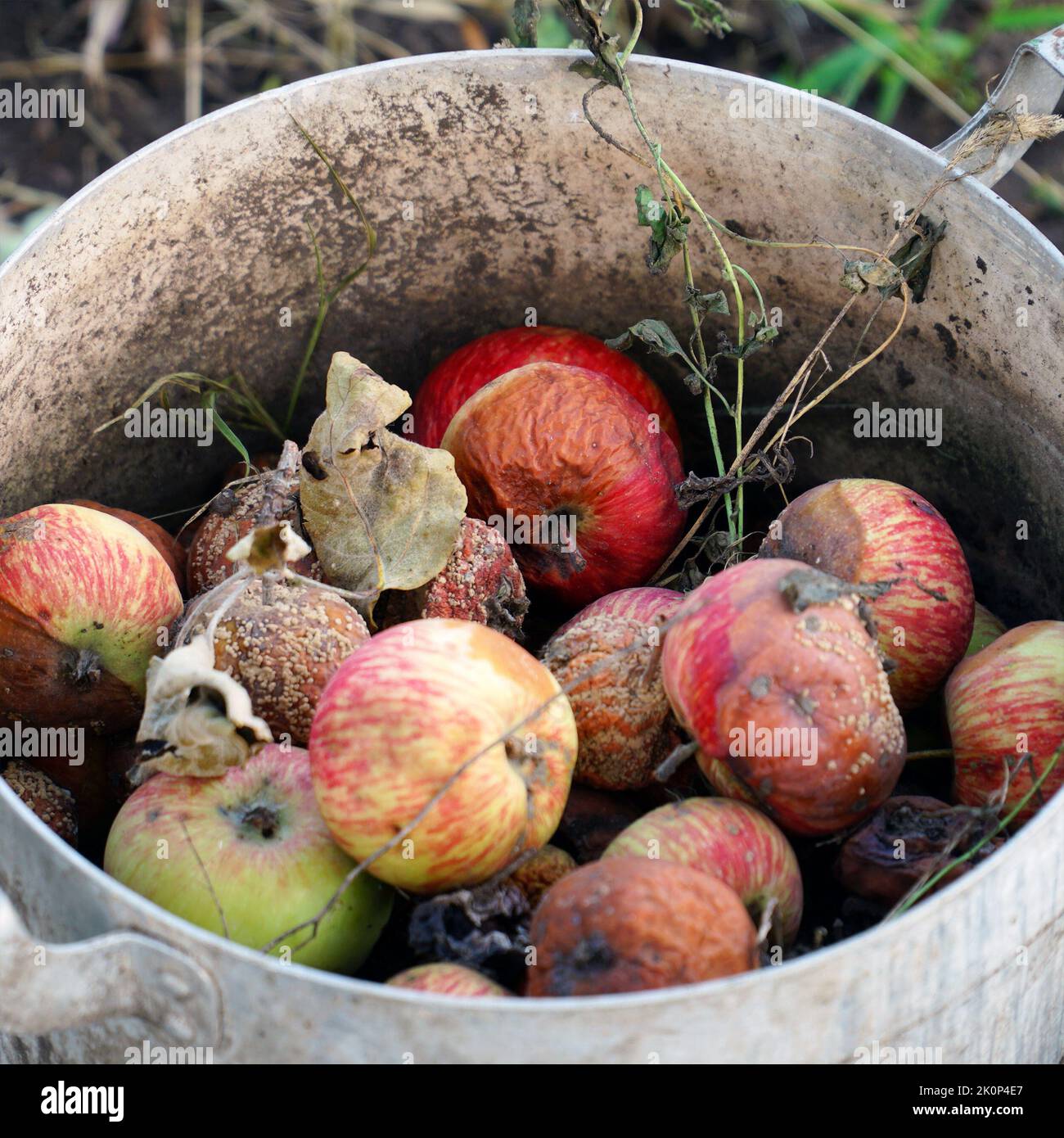 Rotten apples in a bucket hi-res stock photography and images - Alamy