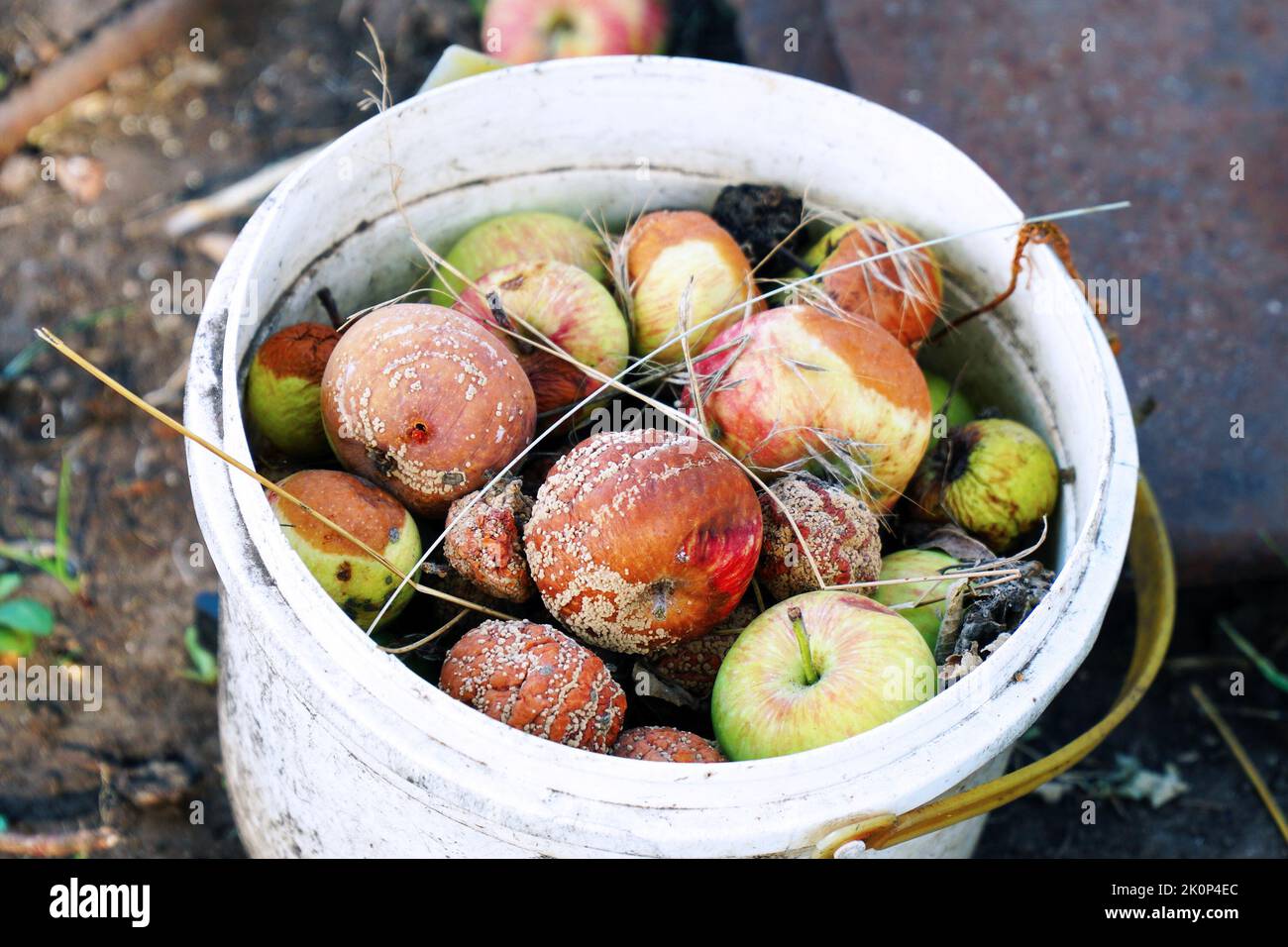 Rotten apples in a bucket hi-res stock photography and images - Alamy