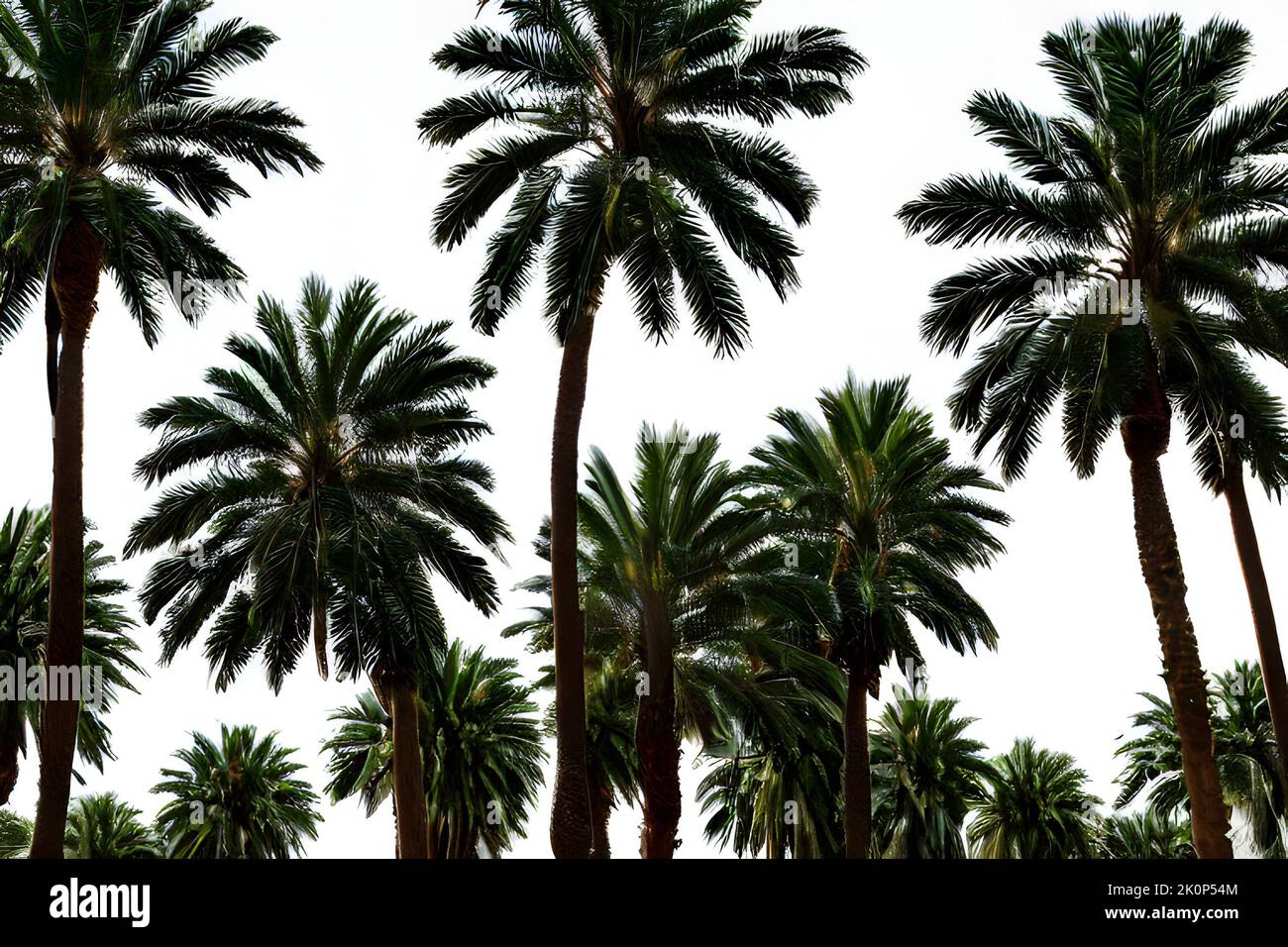A scenic shot of palm trees against a cloudy white sky Stock Photo - Alamy