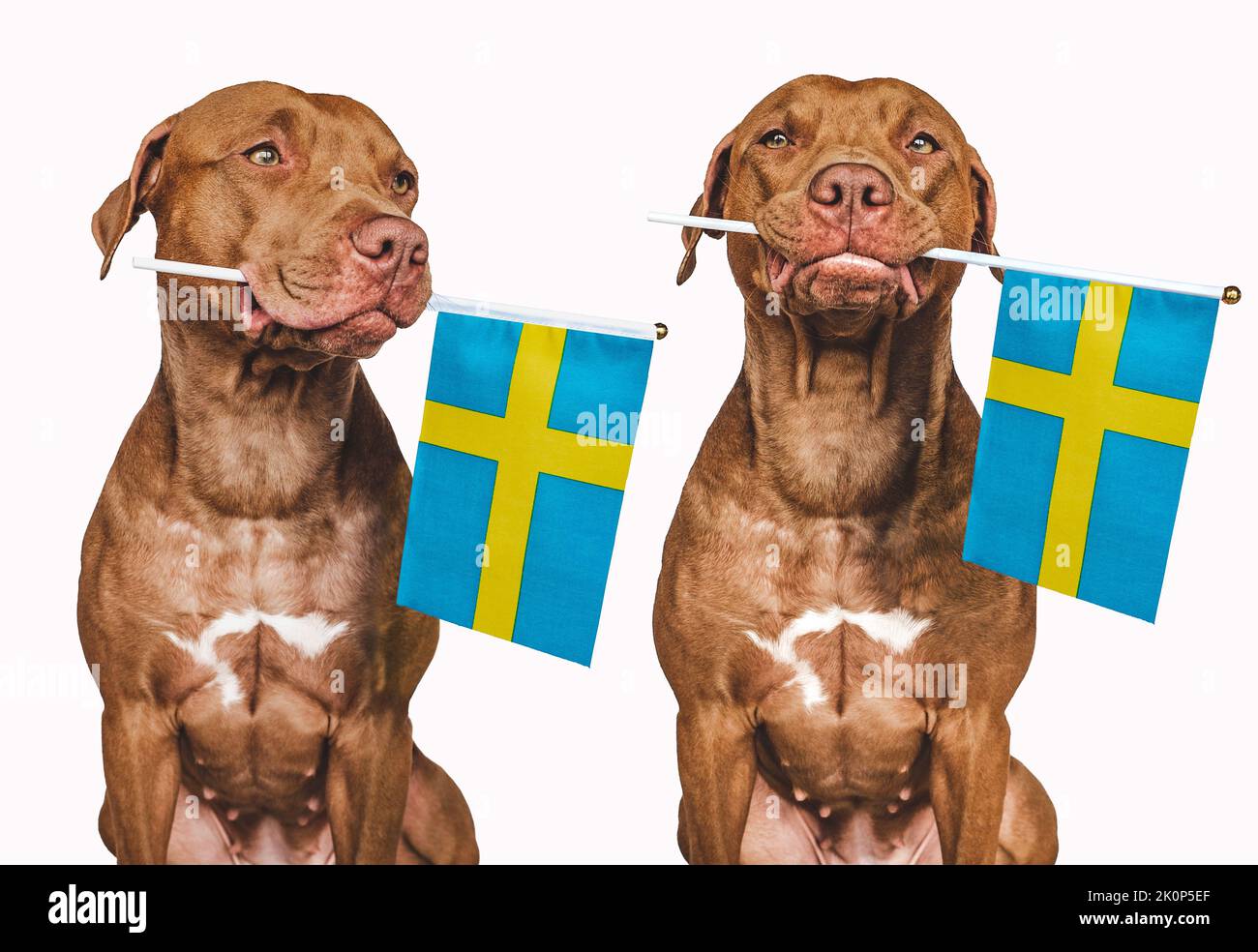 Sveriges flagga Cut Out Stock Images & Pictures - Alamy