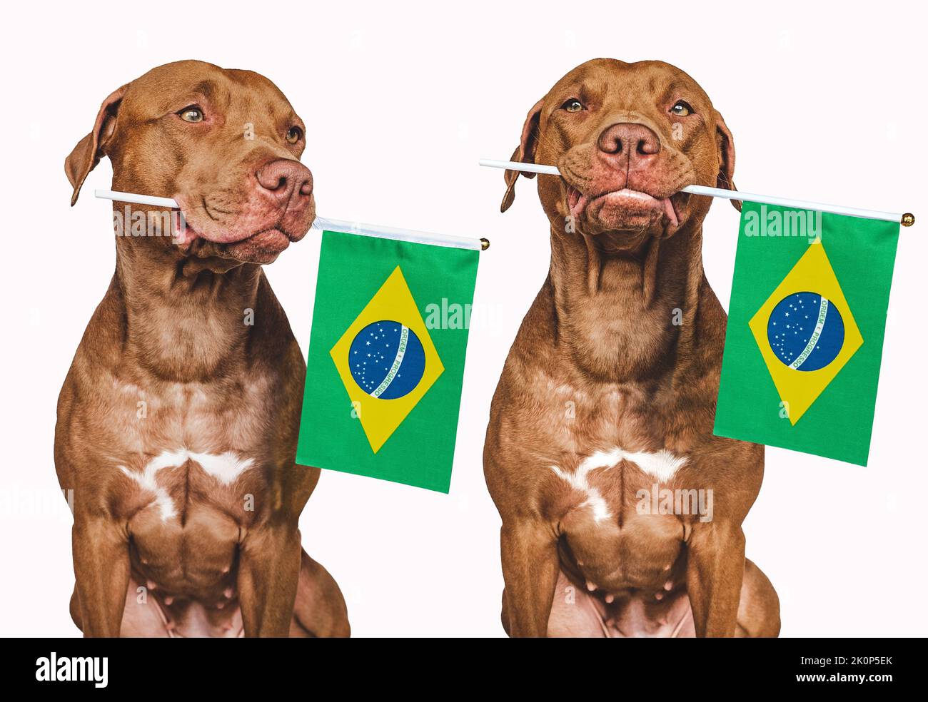 Beautiful brazilian dog Cut Out Stock Images & Pictures - Alamy