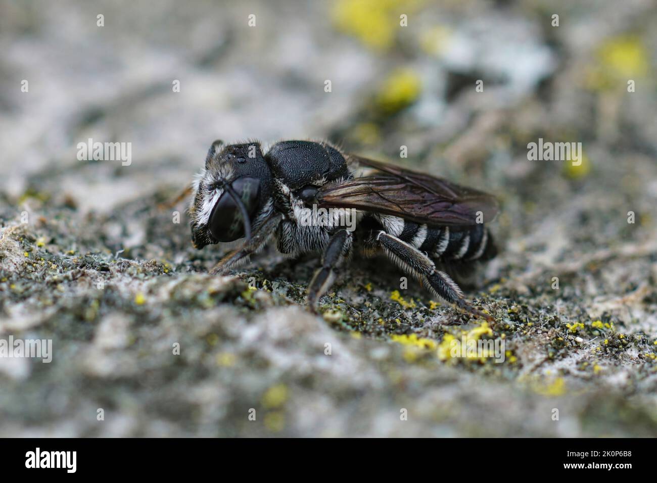 Detailed closeup on a small female Mediterranean Centaurea leafcutter ...
