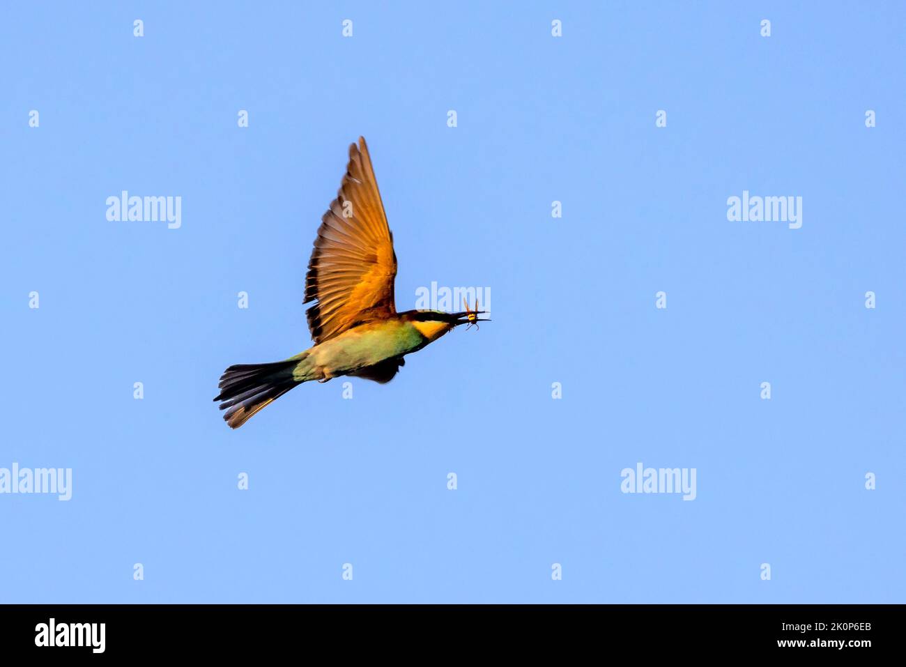 A colourful Bee-Eater in flight Stock Photo - Alamy