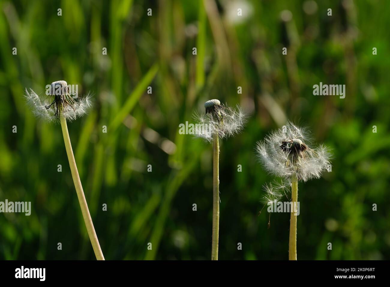 More than one dandelion flower in nature, dandelion seed head Stock ...