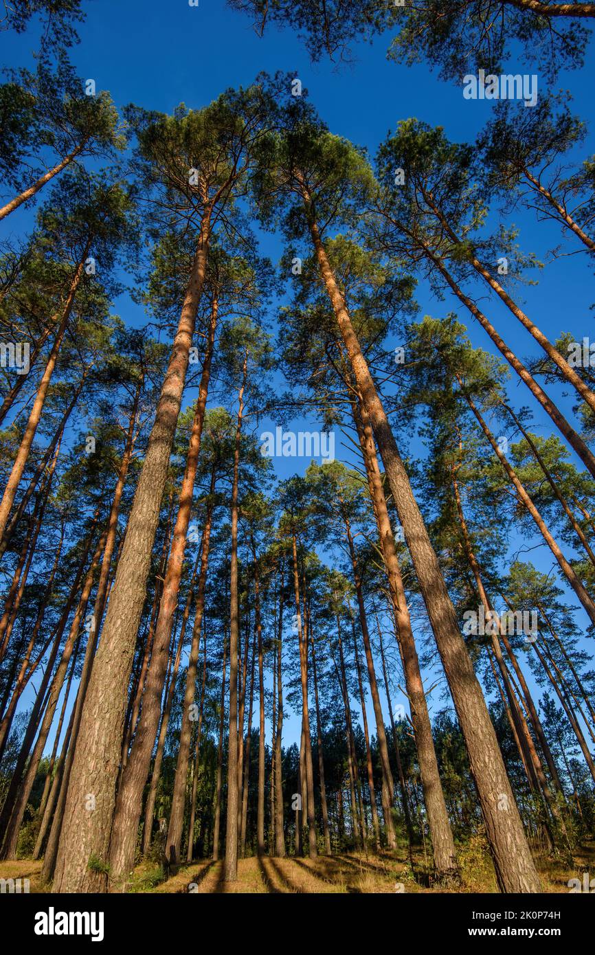 Towering coniferous trees hi-res stock photography and images - Alamy