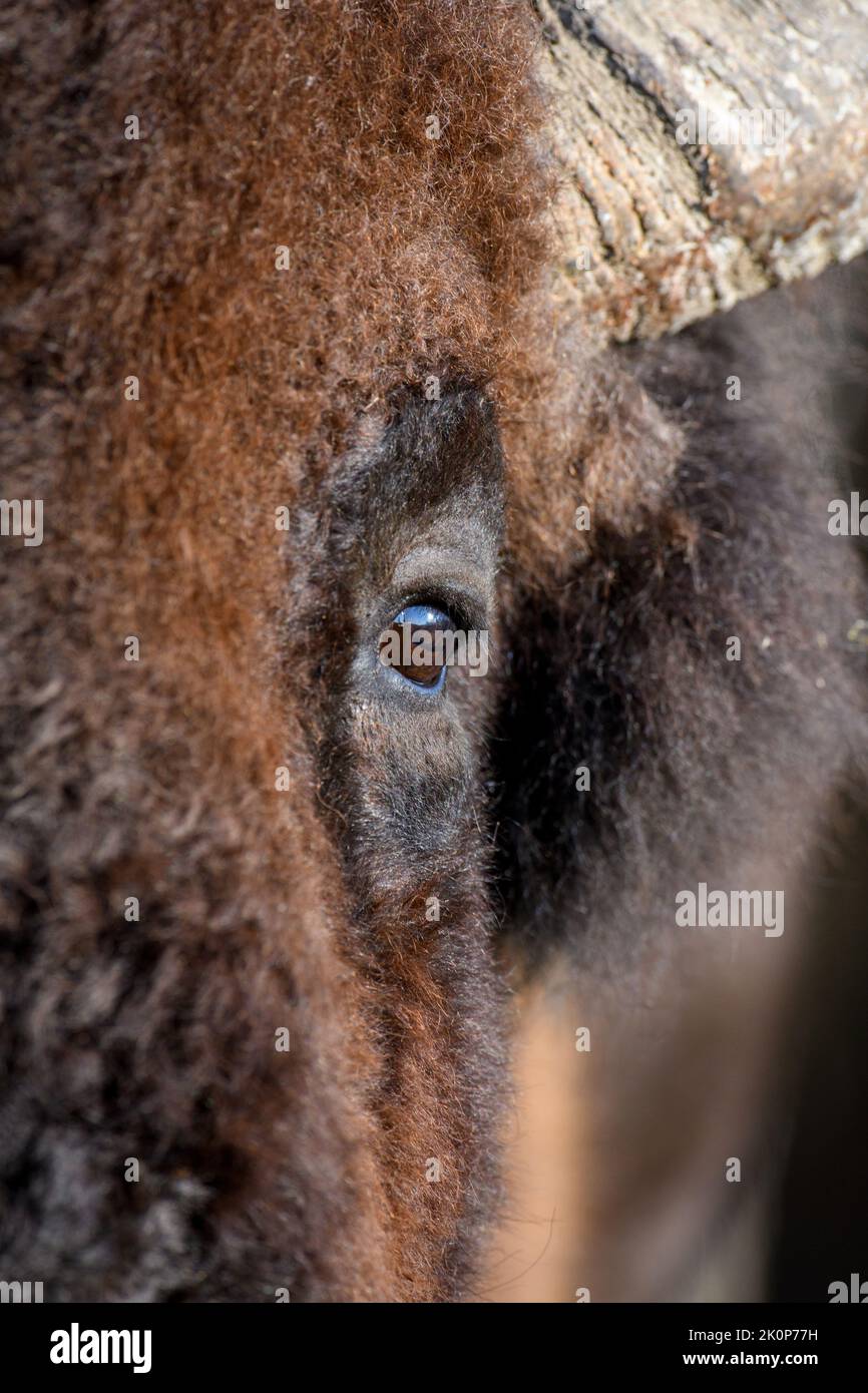 Close detail eye portrait of European bison. Eye of big brown animal in ...