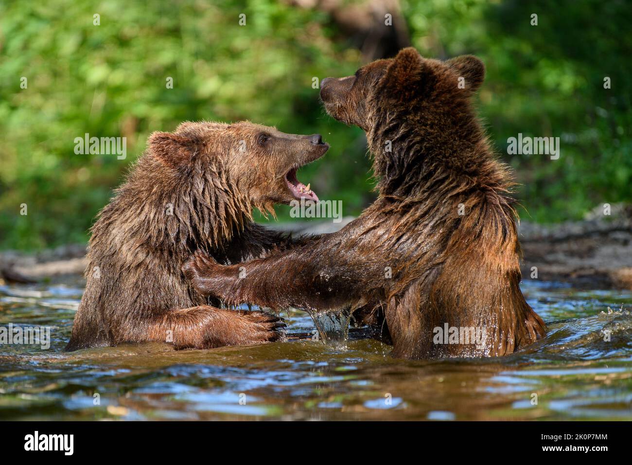 Wild Brown Bear (Ursus Arctos) on playing pond in the forest. Animal in natural habitat ...