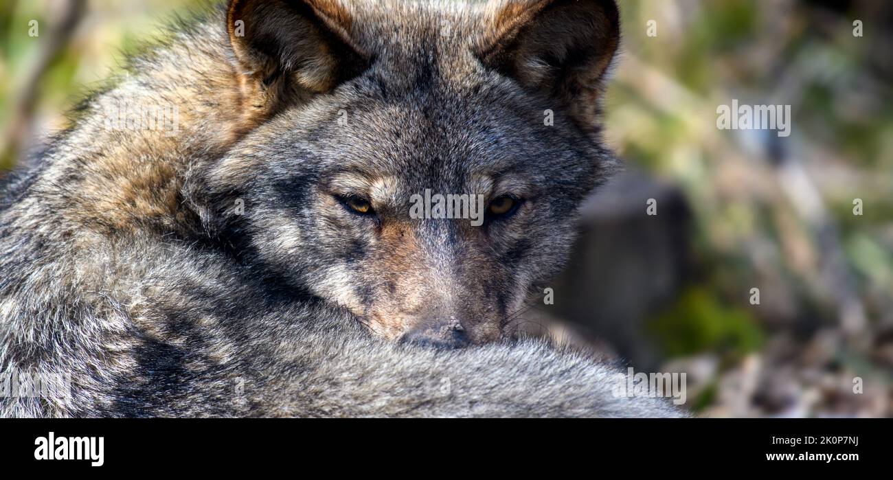 Close wolf portrait in forest. Wildlife scene from nature. Wild animal ...