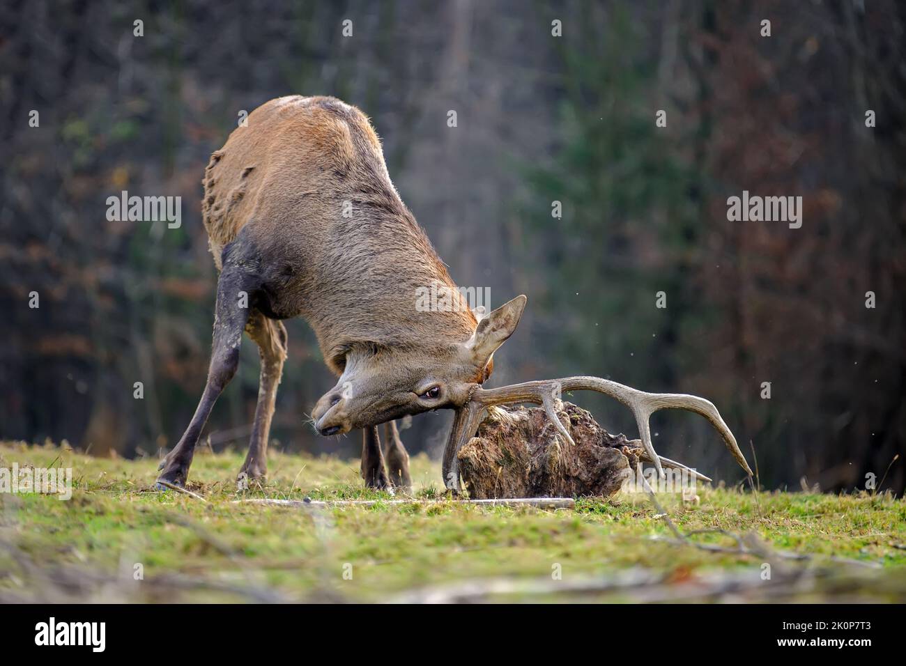Majestic red deer stag in forest with big horn playing with the root of ...