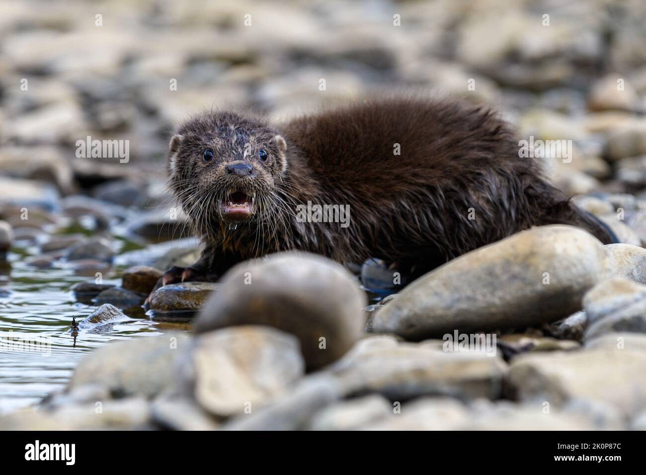 Lutra in nature habitat. Portrait of water predator. Animal from the ...