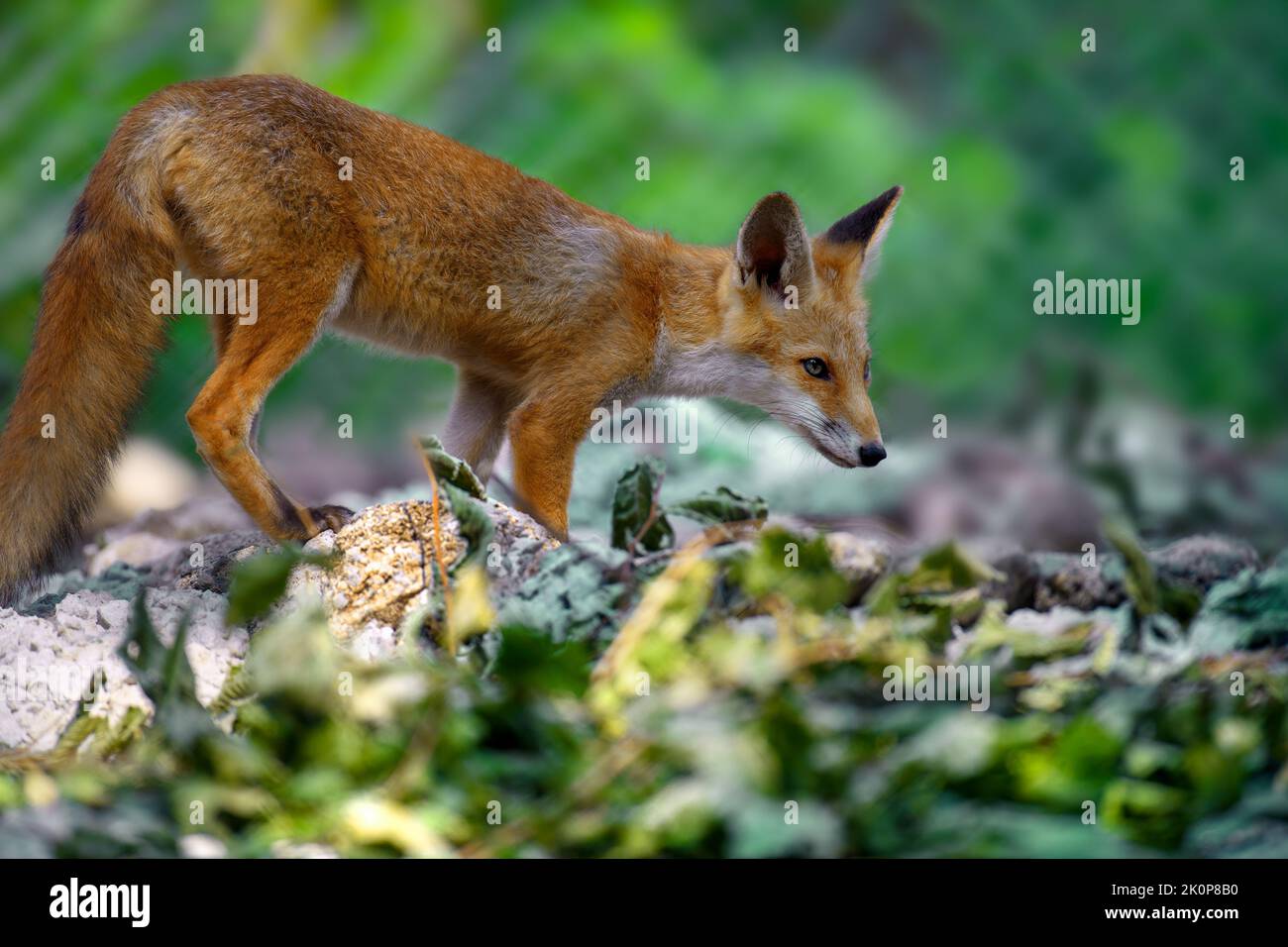 Red fox, vulpes vulpes, small young cub in forest. Cute little wild ...