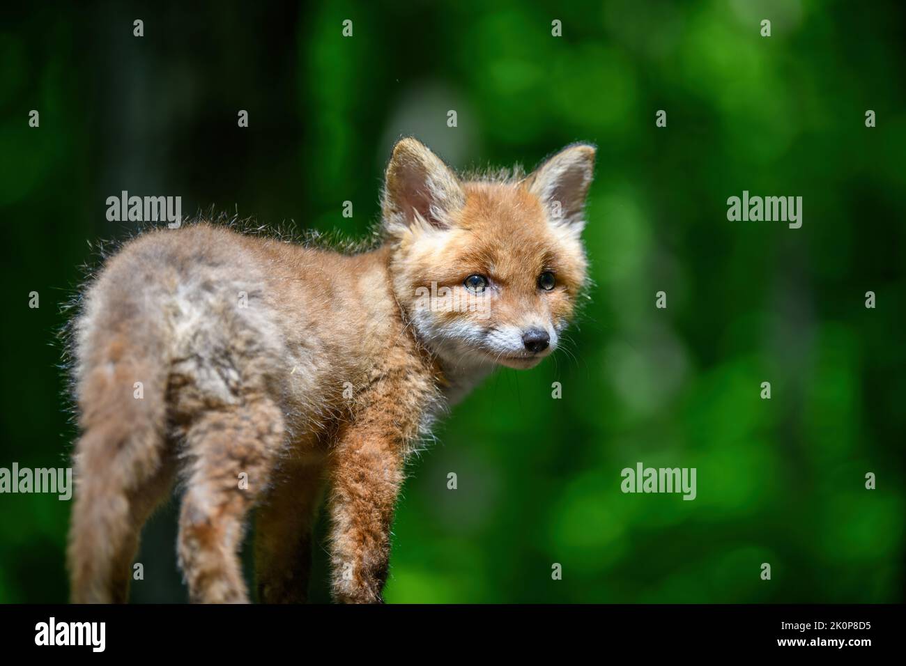 Red fox, vulpes vulpes, small young cub in forest. Cute little wild ...