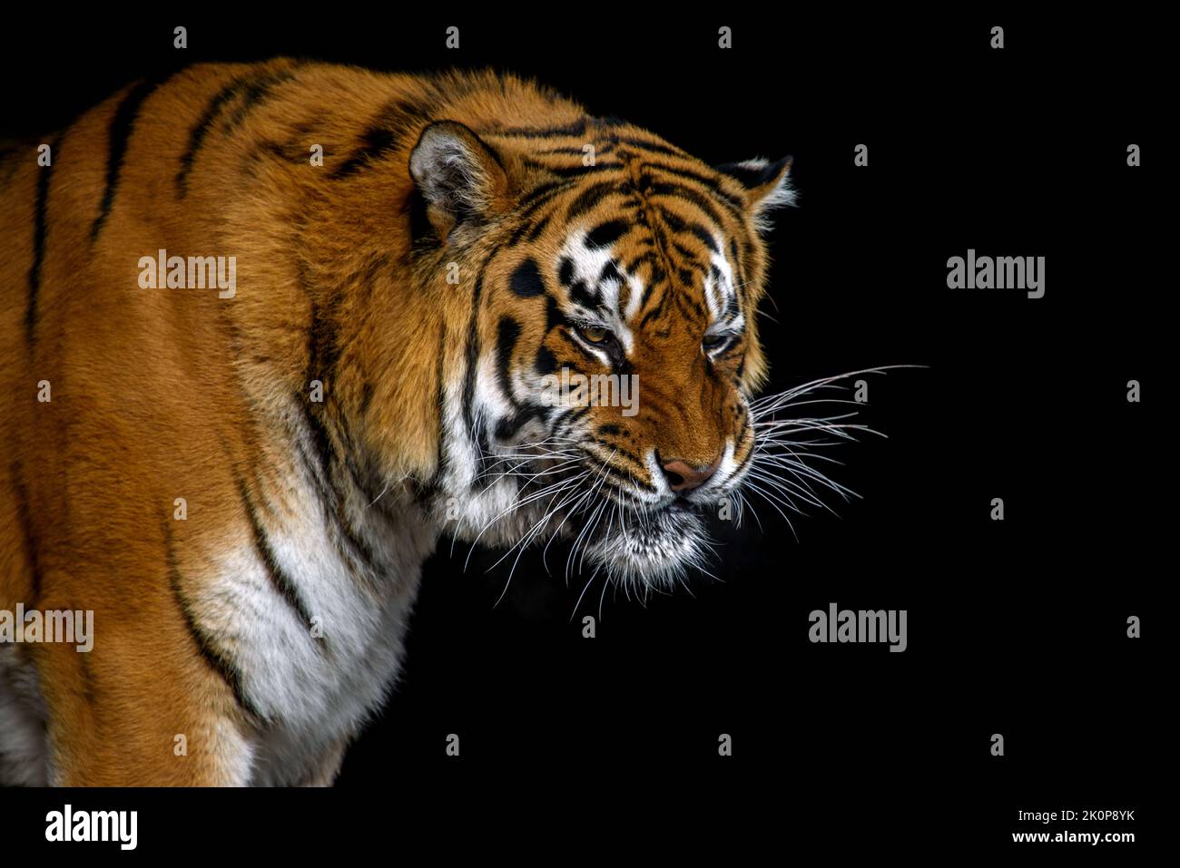 Close up beautiful angry big tiger portrait isolated on black ...