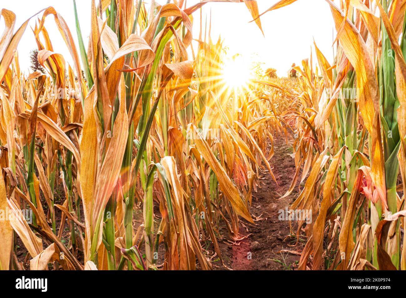 Parched corn field during 2022 summer Stock Photo - Alamy