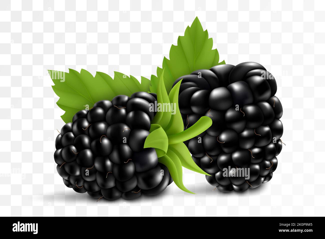 Fresh blackberry with stem and leaf, isolated on transparent background ...
