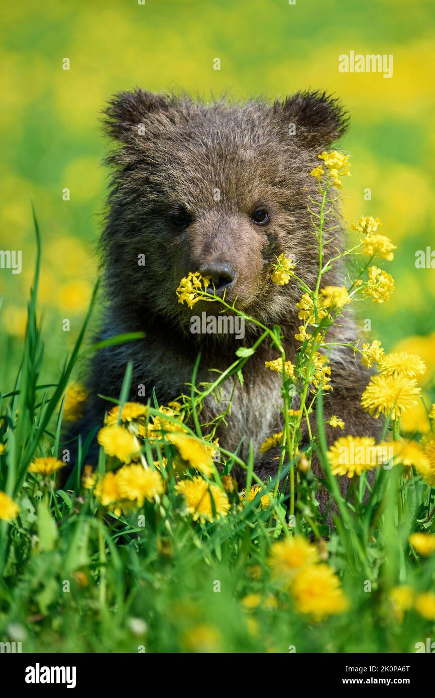 Close young brown bear cub in the meadow with yellow flowers. Wild ...