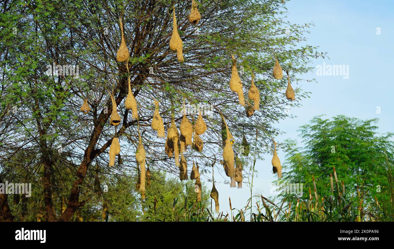 Landscape view of group of baya weaver bird nests hanging on the acacia tree Stock Photo - Alamy