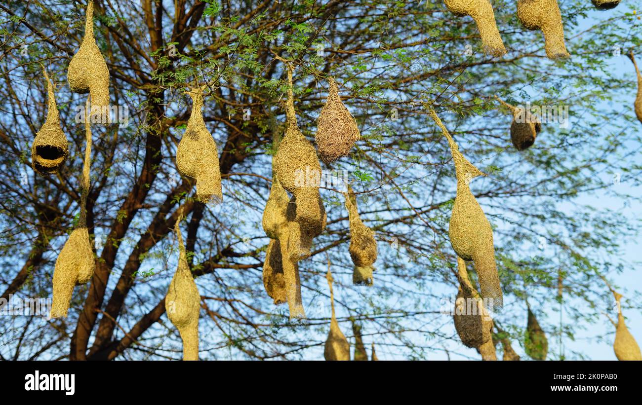 Sunny day, Hanging birds many nest in a acacia tree branch. Landscape view of group of baya ...