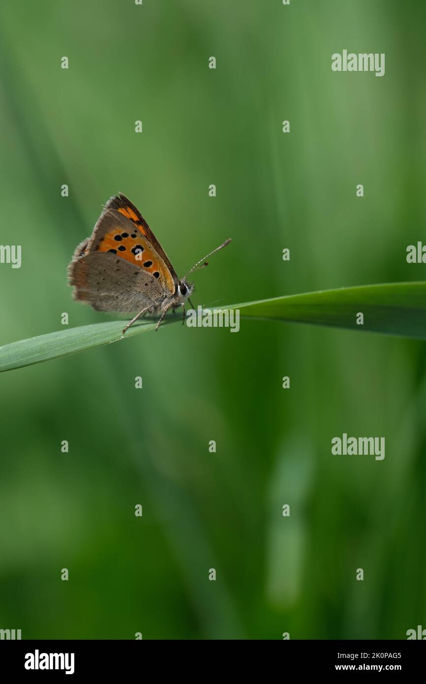 Vertical image of a common copper butterfly resting on a blade of grass ...