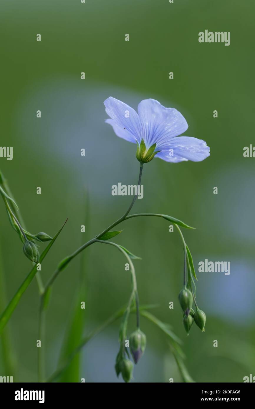 Asian flax flower in nature, small blue flower with five petals in the ...