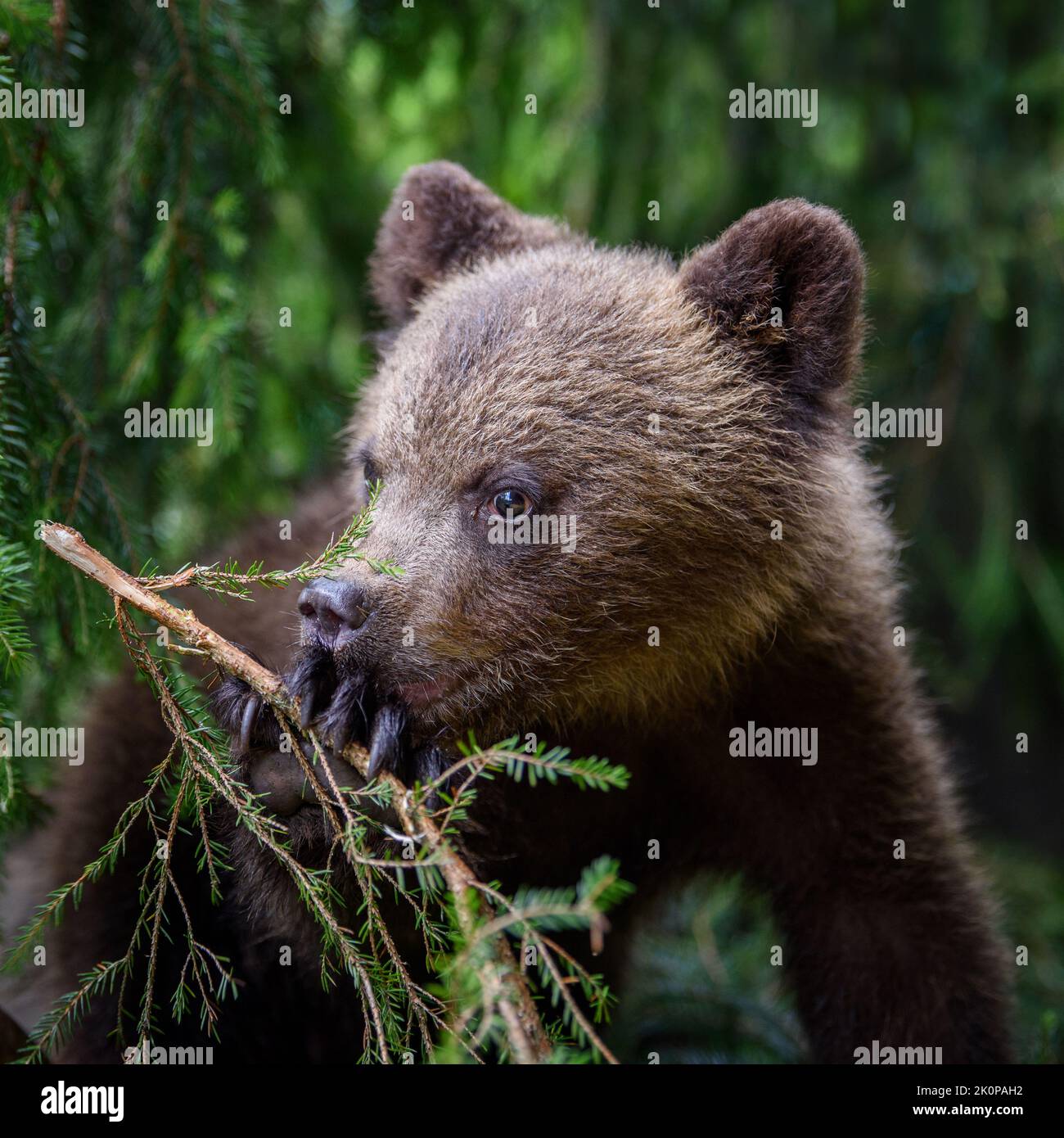 Young brown bear cub in the forest with pine branch. Wild animal in the ...
