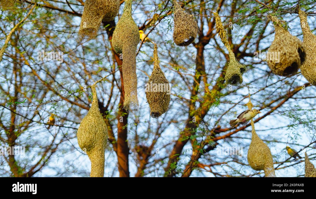 Baya weaver bird Nest made of hay ,Skylark nests on branches in the ...