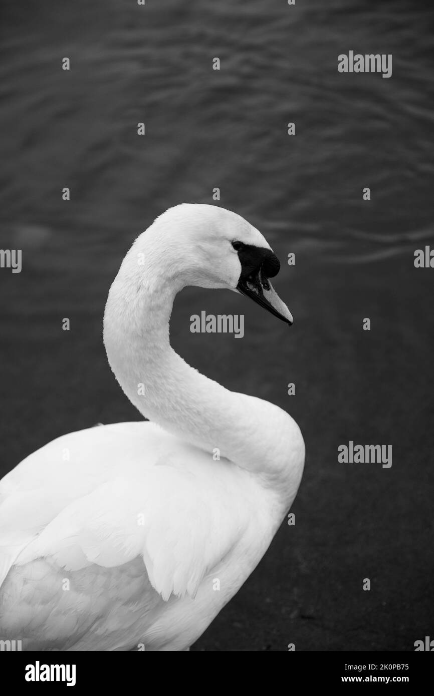 Graceful bird Black and White Stock Photos & Images - Alamy