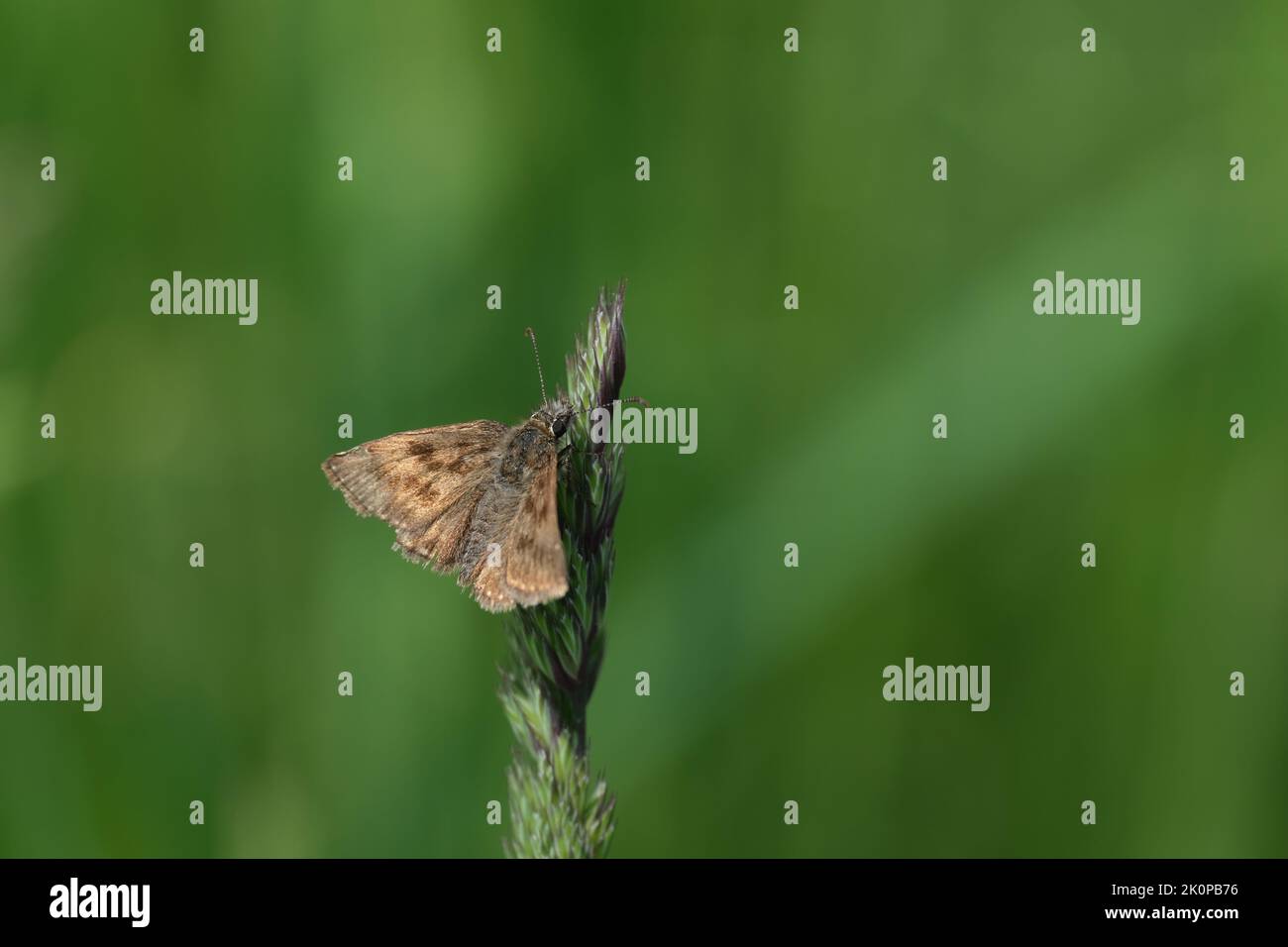 Skipper butterfly in nature resting on a plant, tiny brown moth in the ...