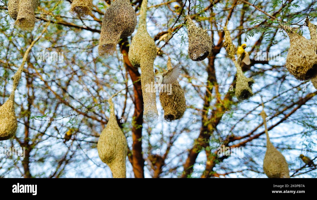 Sunny day, Hanging birds many nest in a acacia tree branch. Landscape ...
