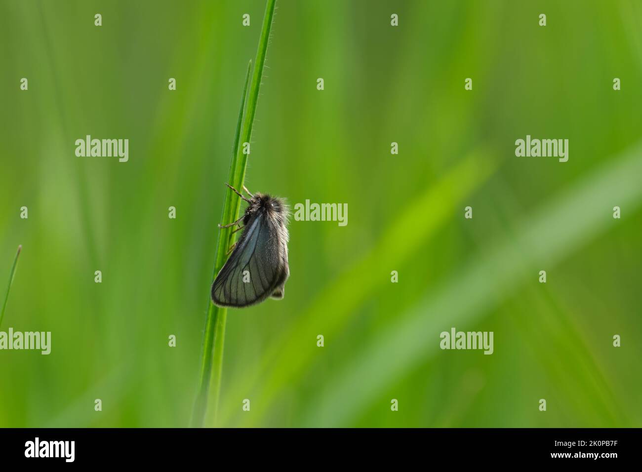Tiny black moth with hairy wings resting on a blade of grass, rare moth ...