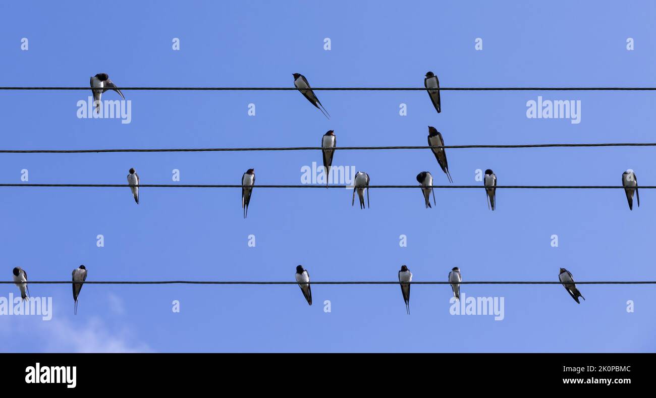 Swallow Birds are on wires under blue sky background Stock Photo - Alamy
