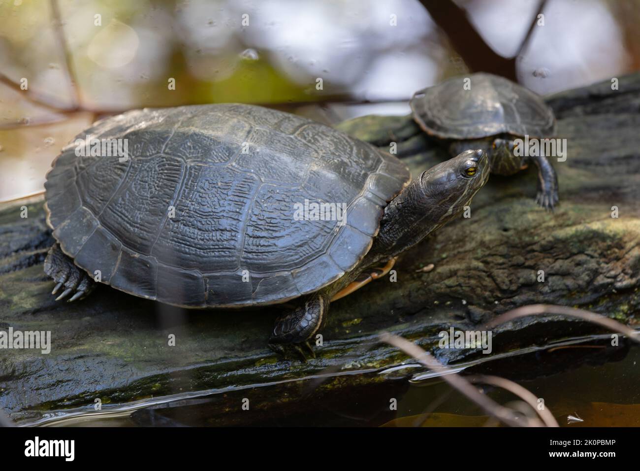 Wild turtles sitting on a tree trunk in a small lake. Dominican ...