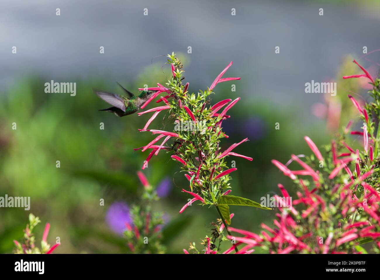 Hummingbird is near red flowers of Lobelia cardinalis on a sunny day ...