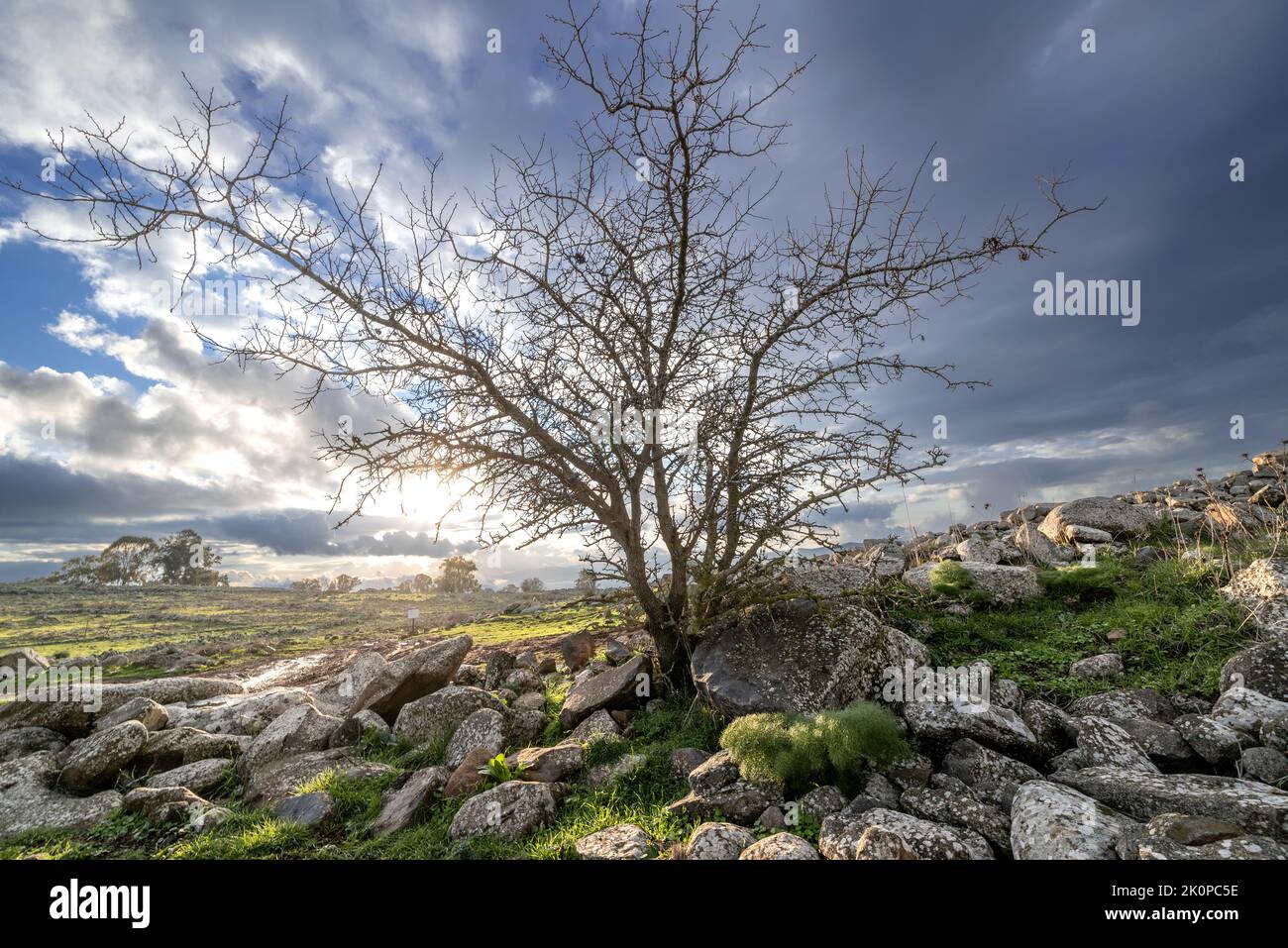 Golan nature hi-res stock photography and images - Alamy
