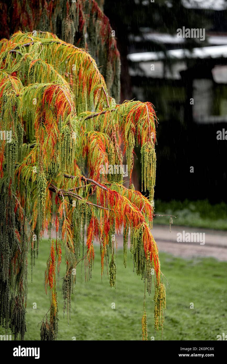 Israely golan hi-res stock photography and images - Alamy