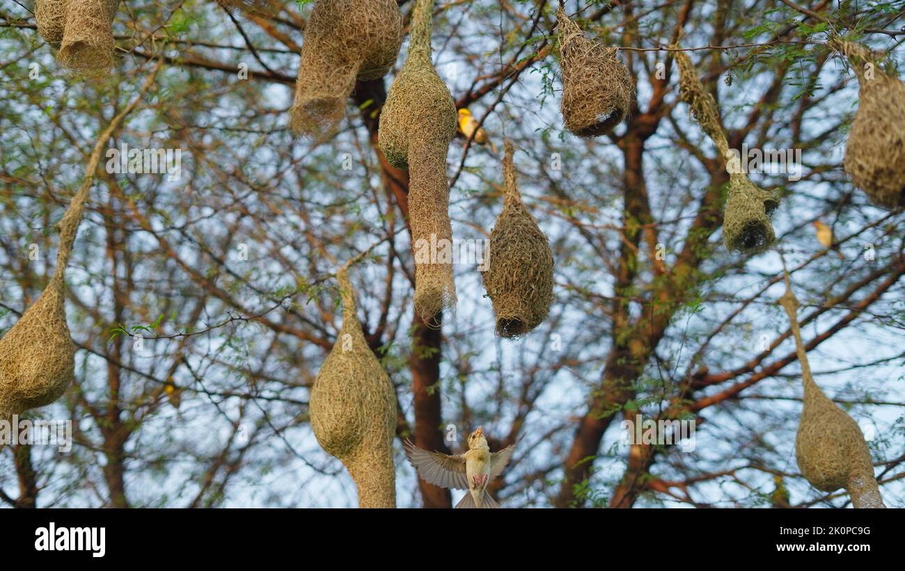 Birds are building nests, Baya Weaver. Baya weaver bird Nest made of ...