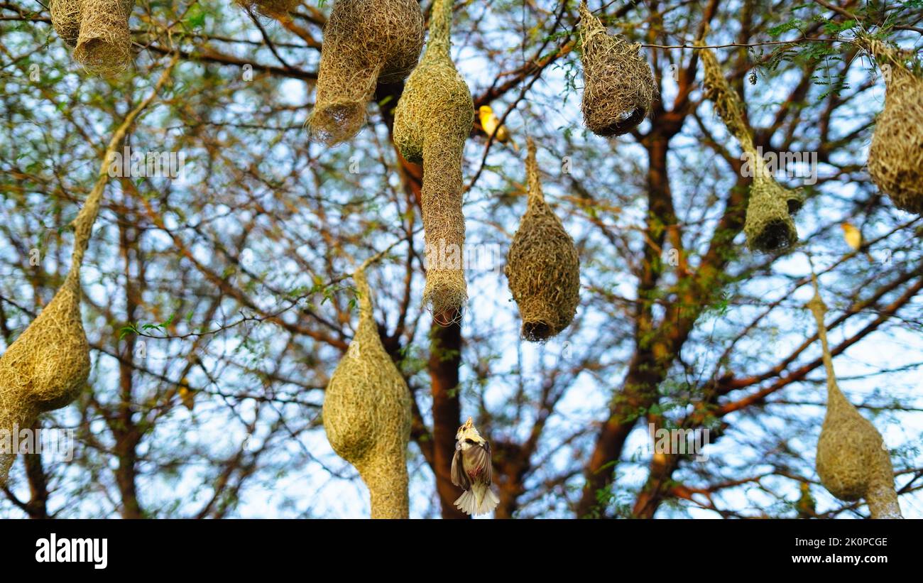 Birds are building nests, Baya Weaver. Baya weaver bird Nest made of hay ,Skylark nests on ...