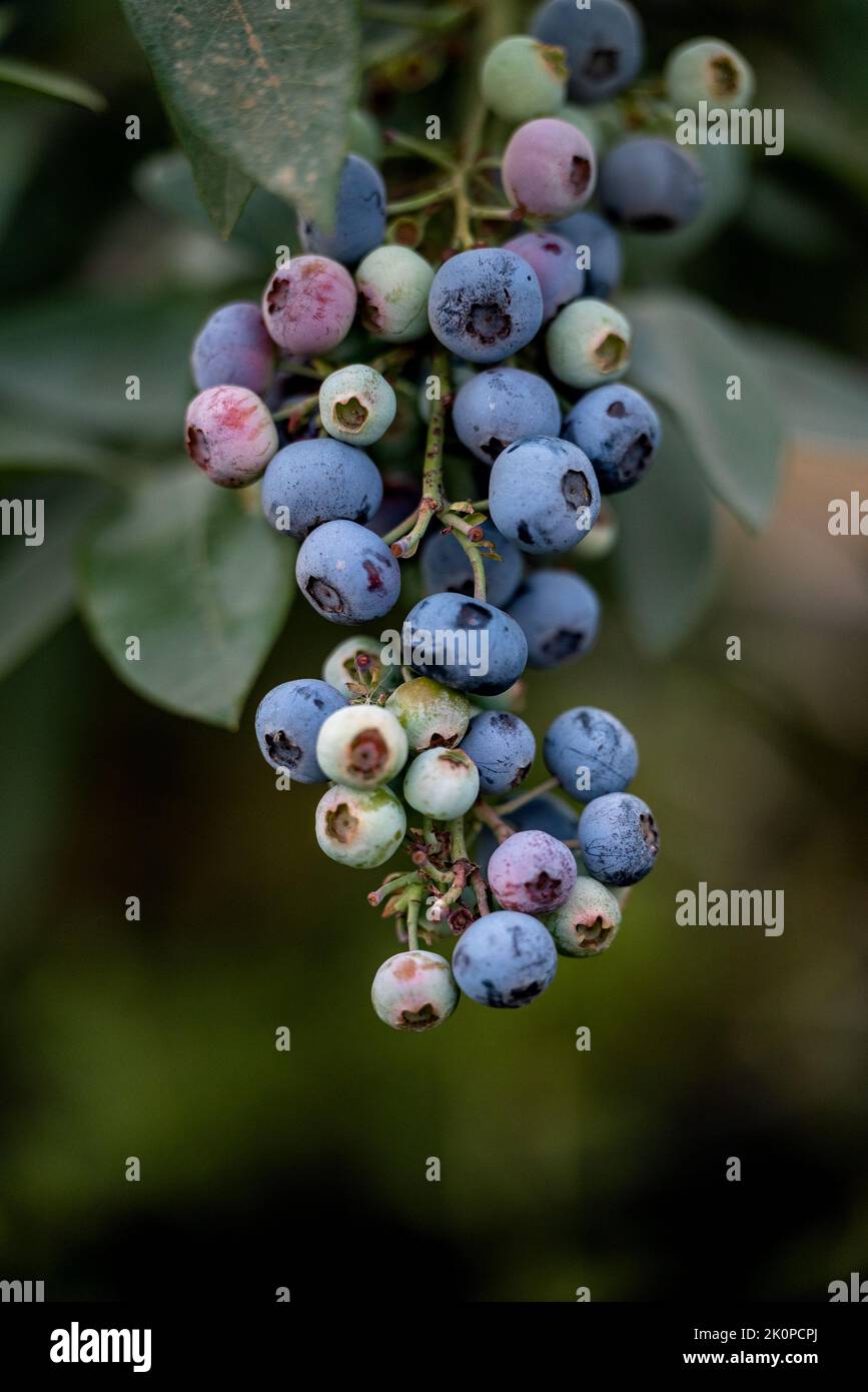 Farm grown sweet cherries hi-res stock photography and images - Alamy