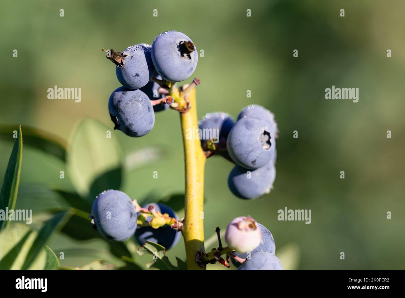 Farm grown sweet cherries hi-res stock photography and images - Alamy