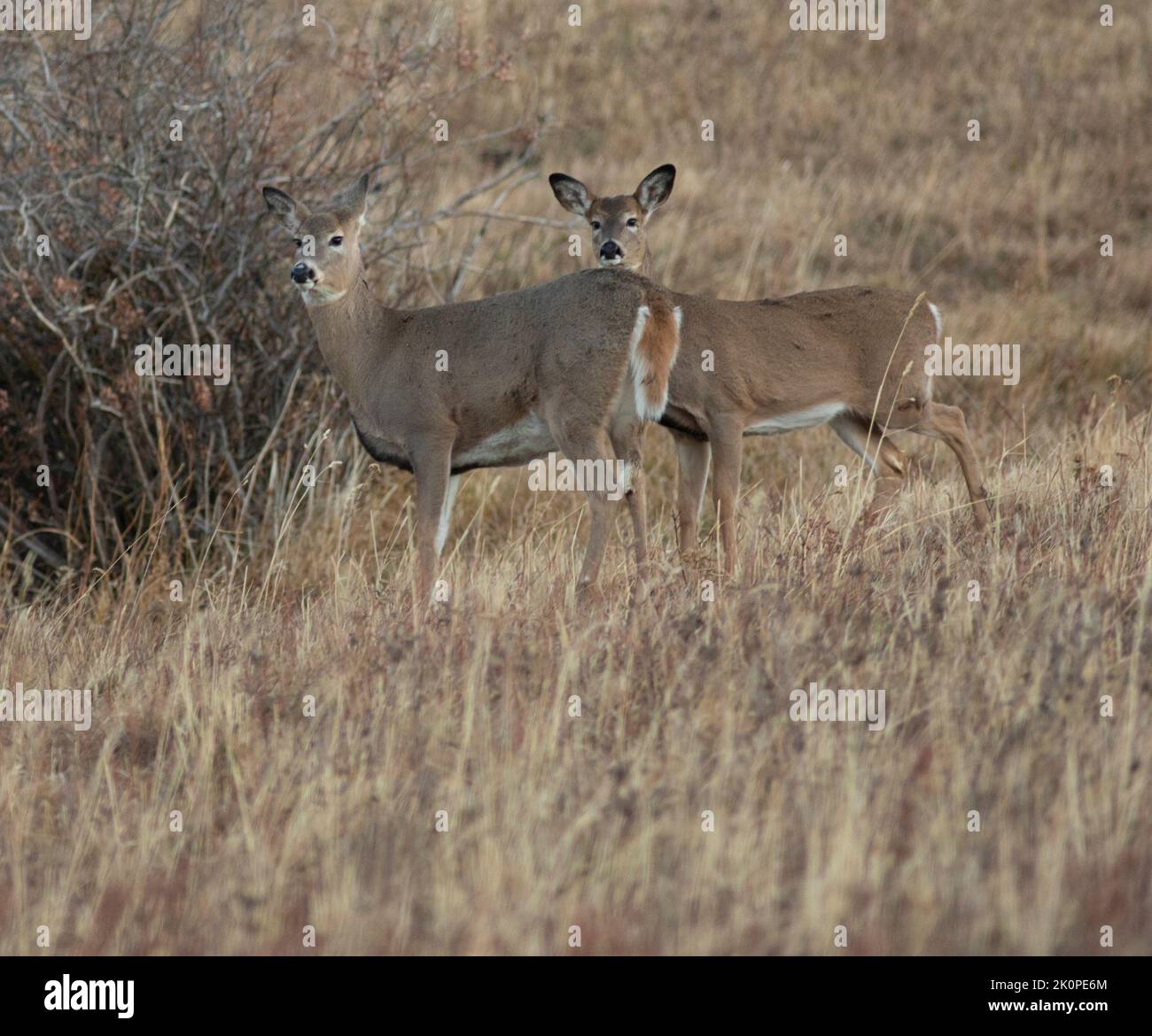Two whitetail deer does in Montana's autumn grass Stock Photo - Alamy
