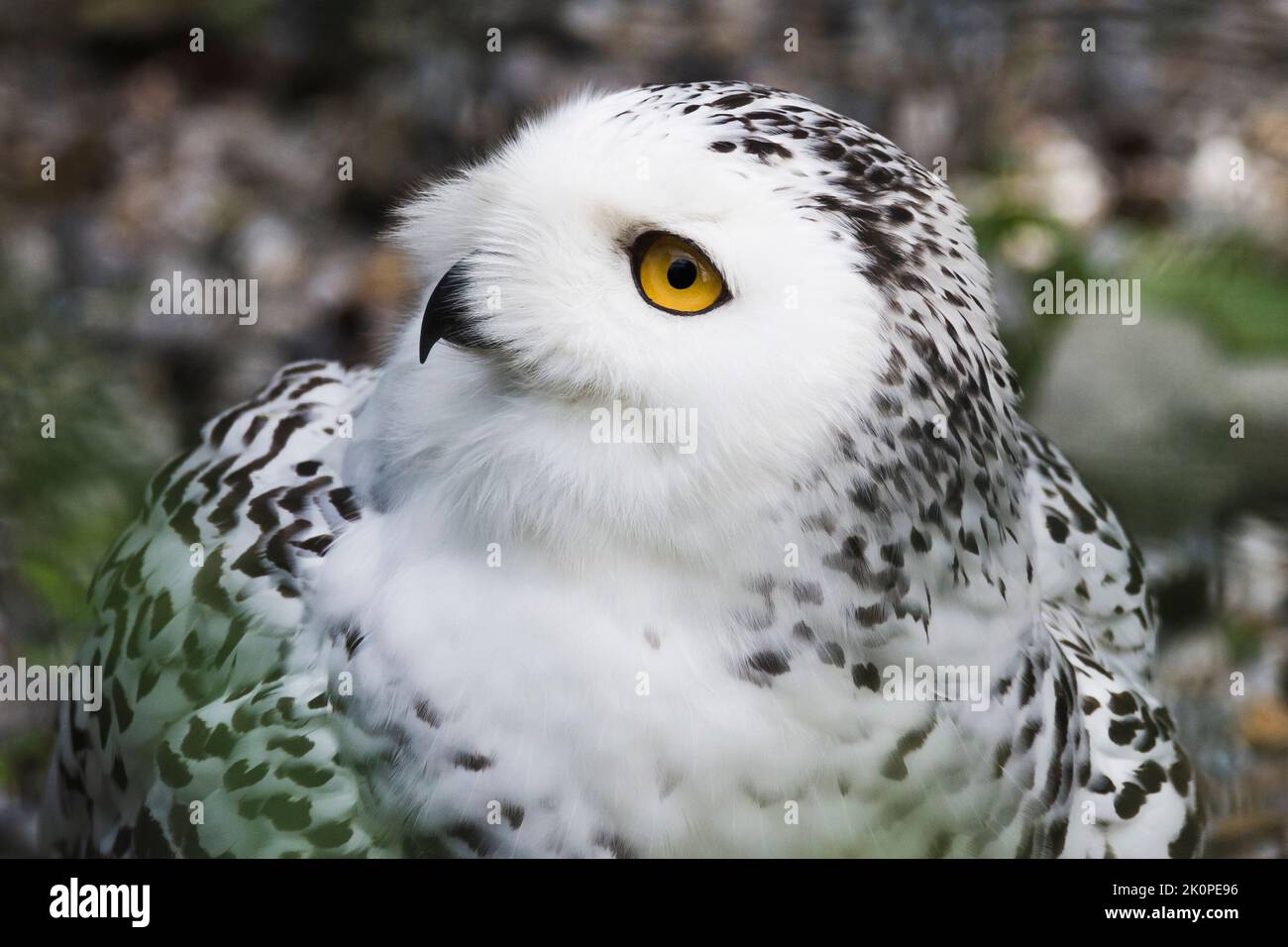 The look of the Snowy Owl. Beautiful eyes. Piercing look. Beauty of ...