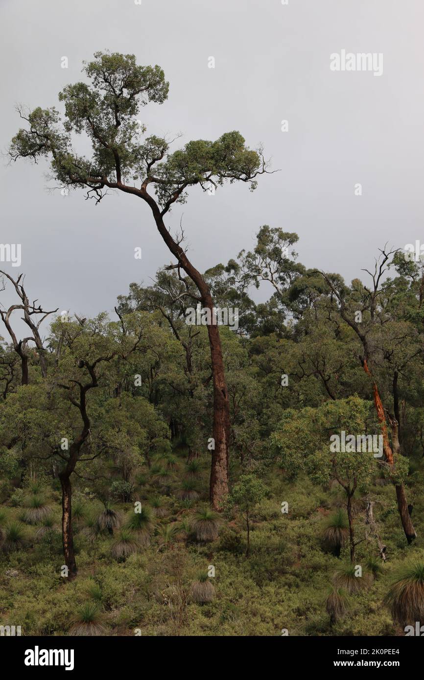 Tall curved trees in National Park, Australia Stock Photo - Alamy