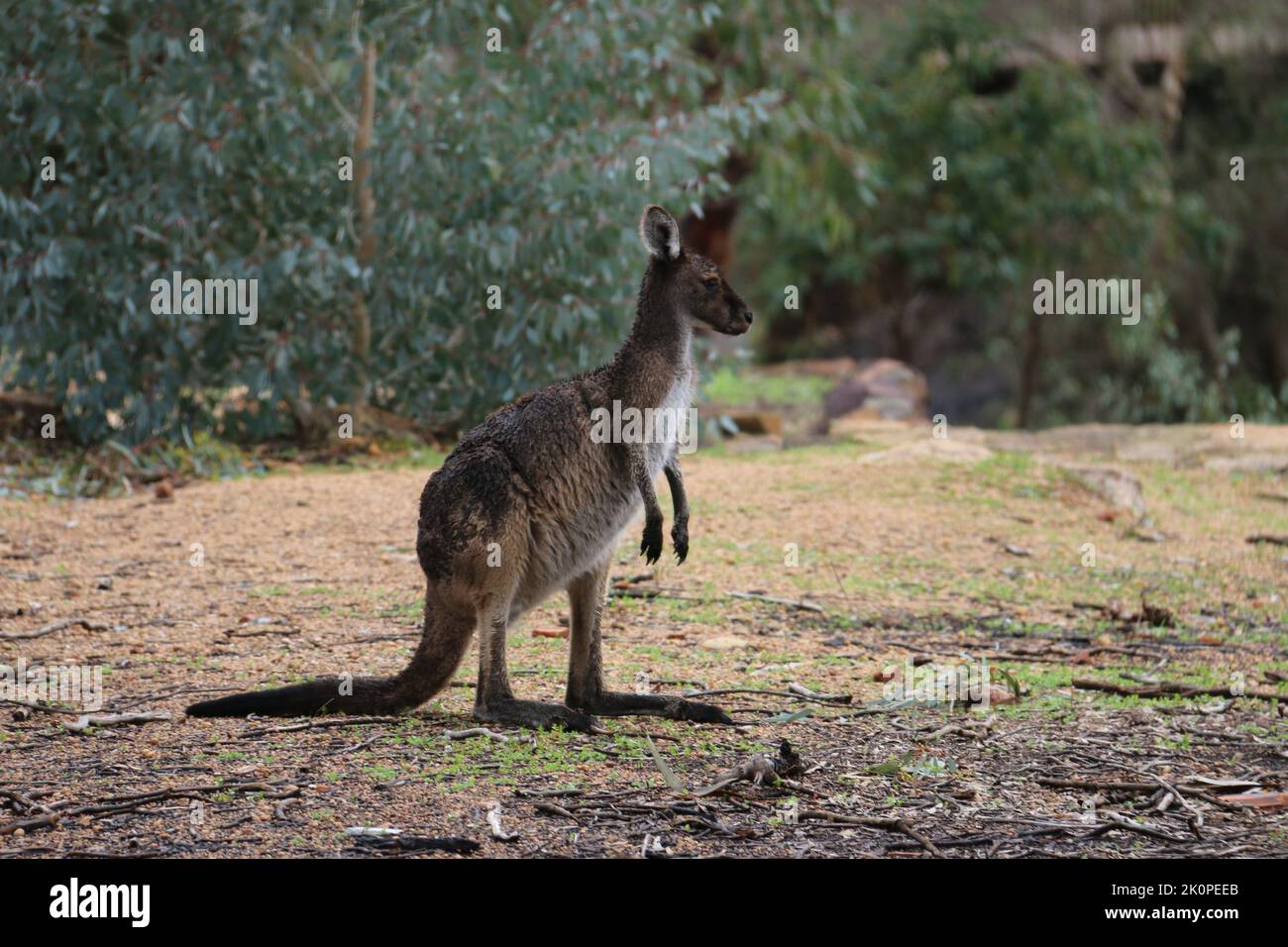 Wild Kangaroo Standing In Forest Clearing After Rainfall Stock Photo ...