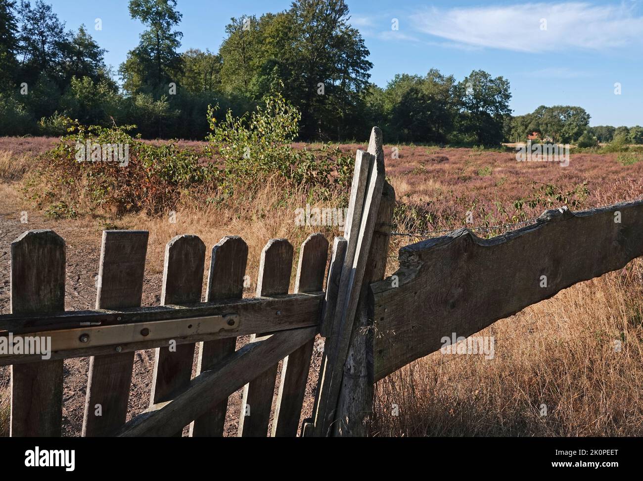 A fence in a beautiful pink blooming heather environment with deciduous ...