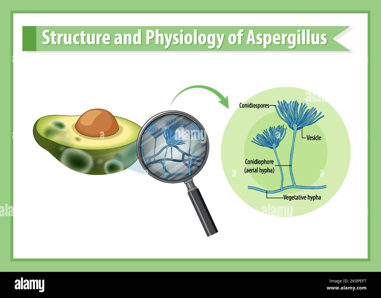 Structure and Physiology of avocado Aspergillus illustration Stock ...